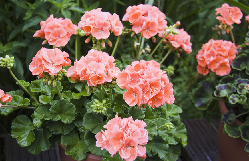 To grow flowers on the enclosed balcony, you need to "select carefully ...