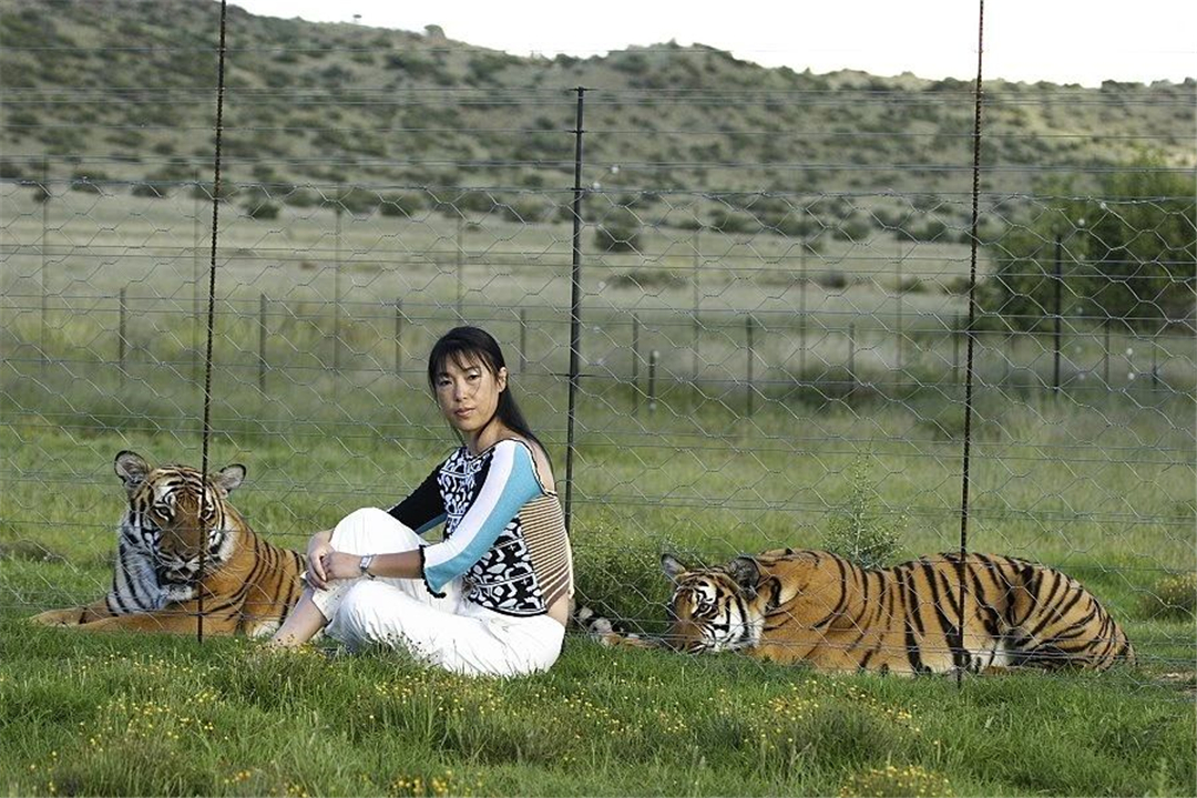 What happened to the two South China tigers that were restocked to ...
