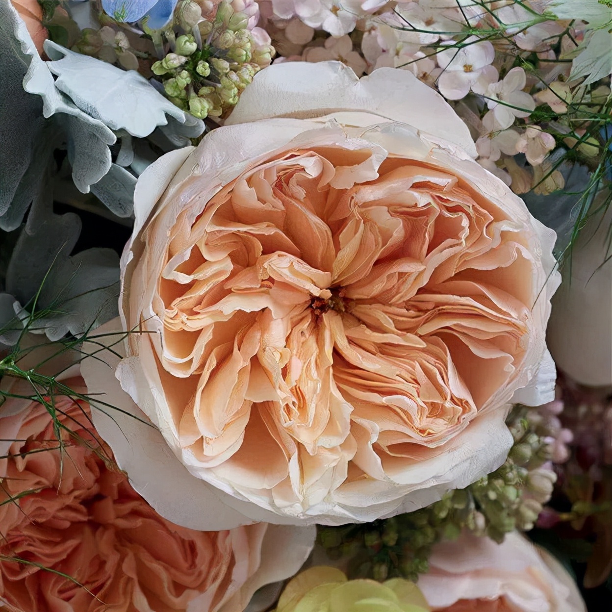 Turns out it's called Austin Rose - iNEWS
