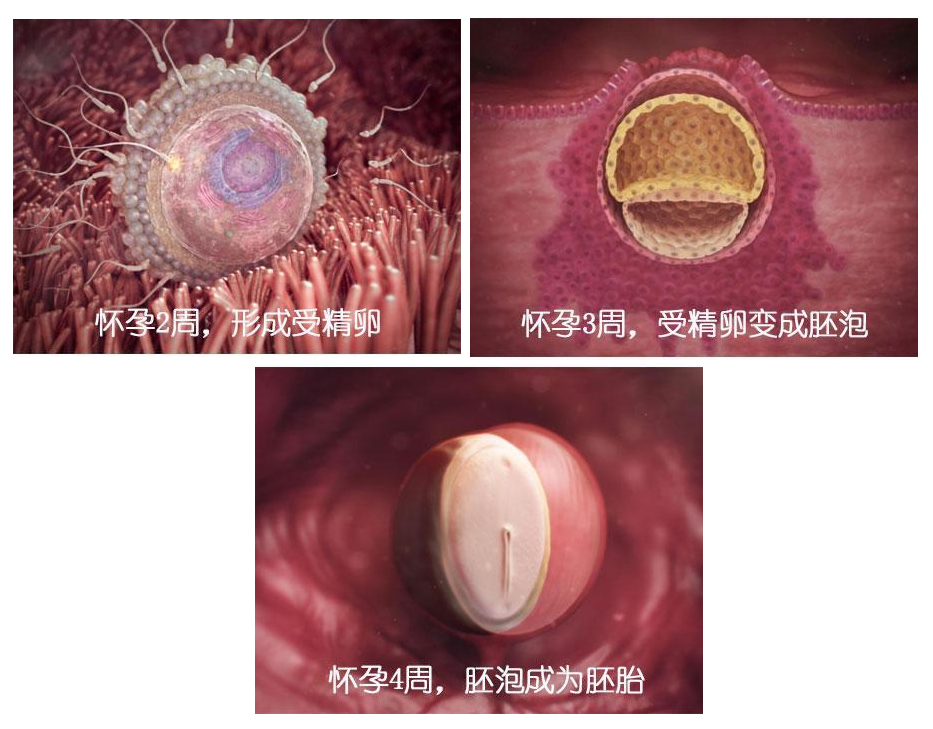 40-week fetus transformation: from 0.5 cm fertilized egg to 50 cm baby ...