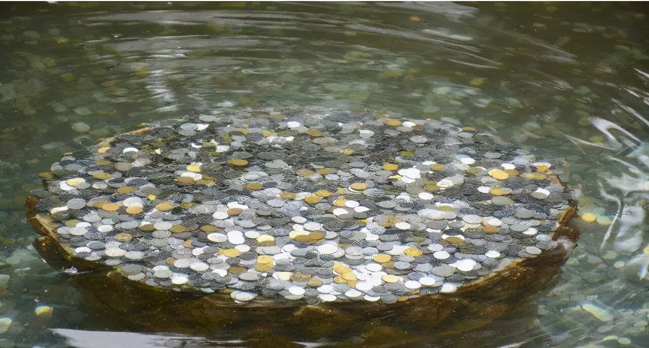 Where did all the money from the wishing pool in the scenic spot go ...