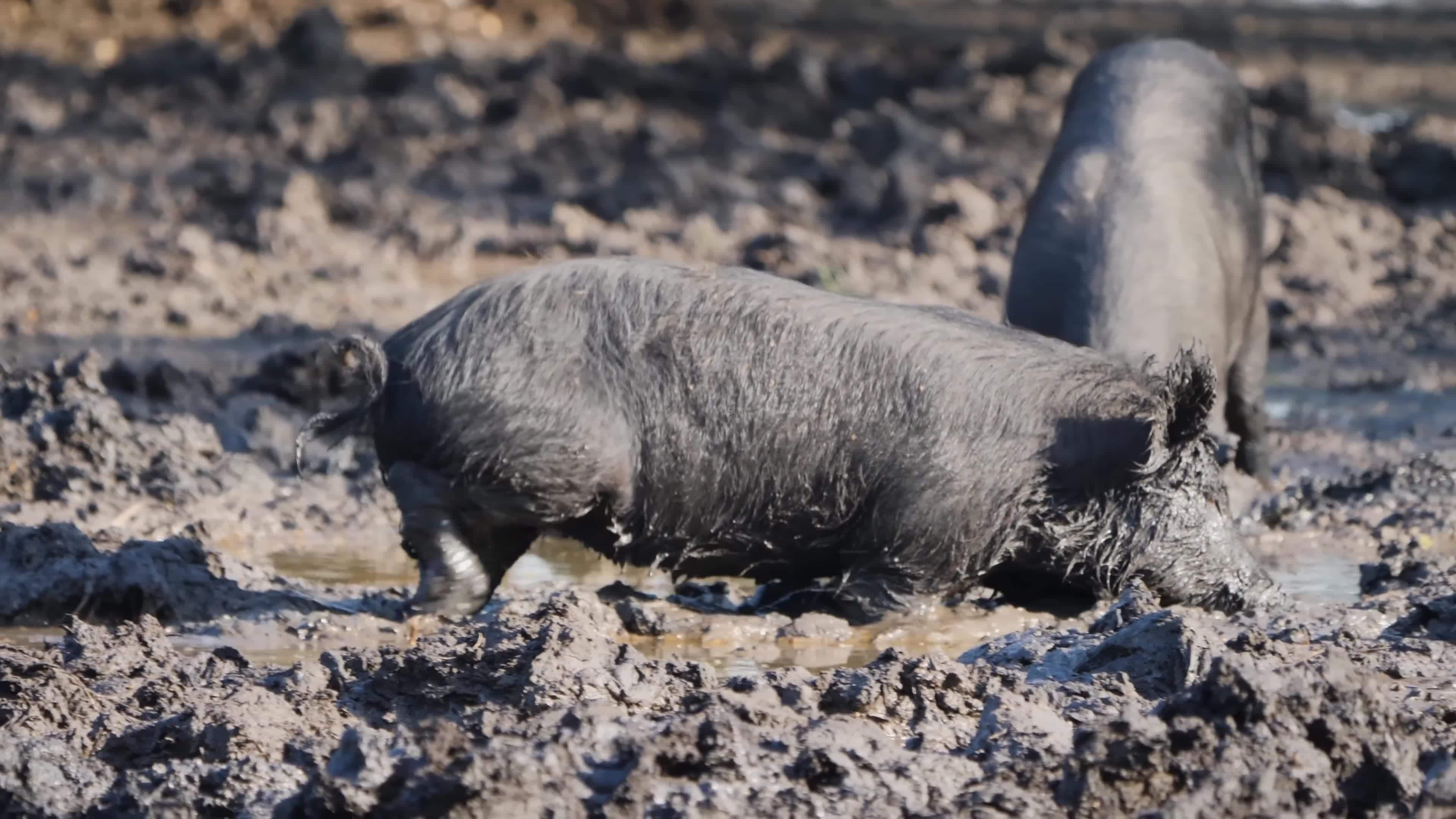 Why is there nothing wrong with pigs eating snake venom? It is said ...