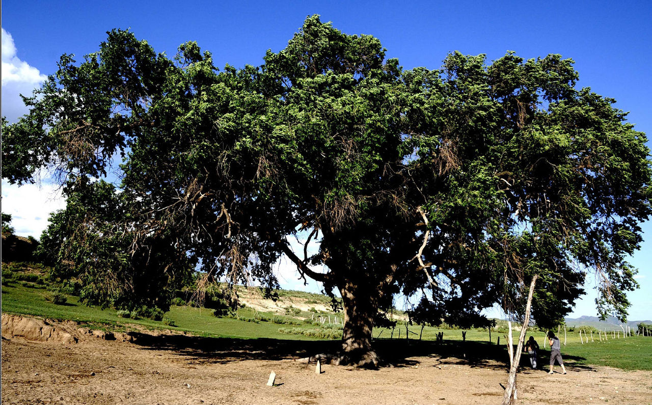 What do you mean by "There are eight trees in front of the house, you ...