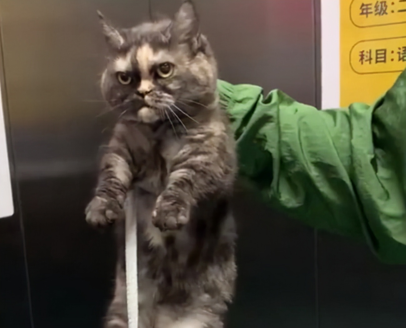 There was a cat hunting notice posted on the door, painted like a joke ...