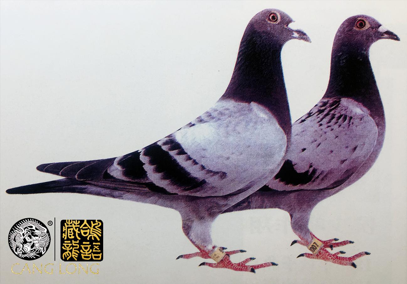 Top Dutch pigeon breeder Heilmann answers 18 questions from fanciers ...