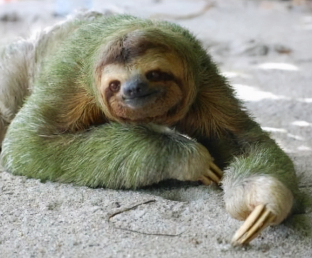 Sloths move very slowly, and the snake is accurate with one bite. Why ...