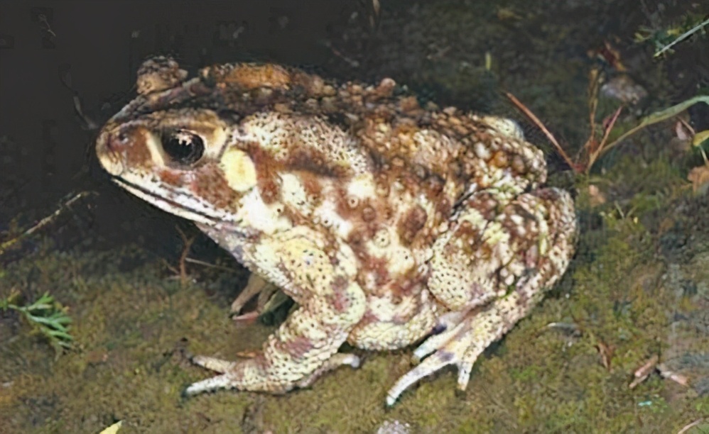 Poisonous or highly toxic, why do Southeast Asians like to eat toad ...