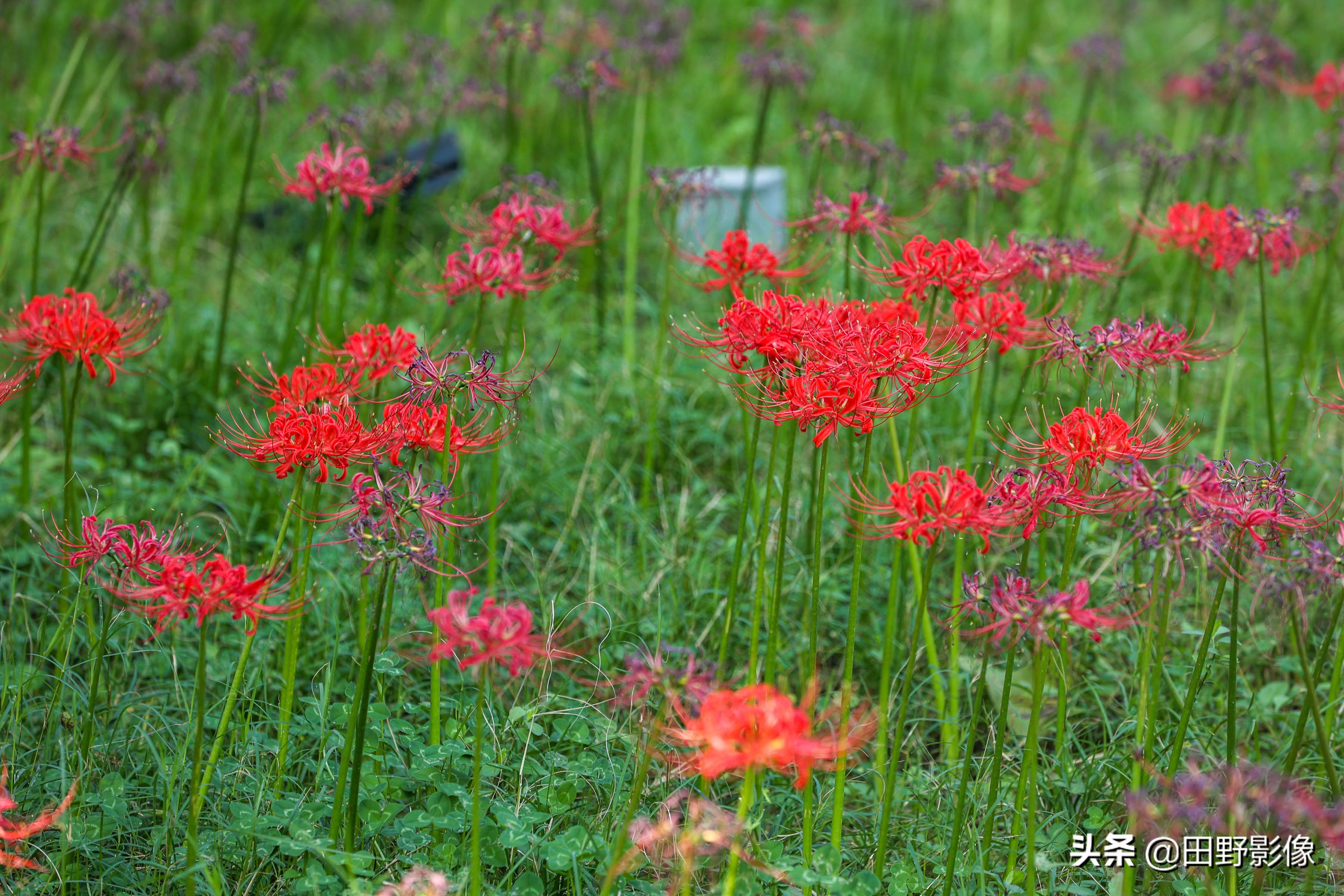 A temple in Xi'an blooms flowers that are said to only bloom on ...