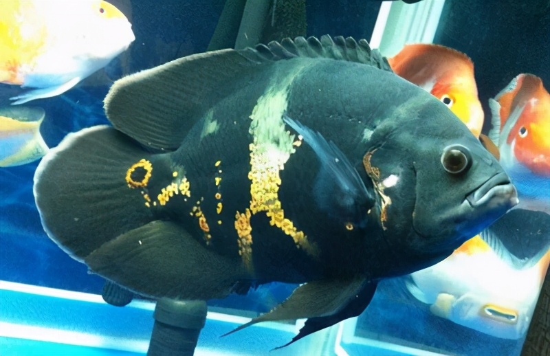 Common ornamental fish introduction (2) map fish - iNEWS