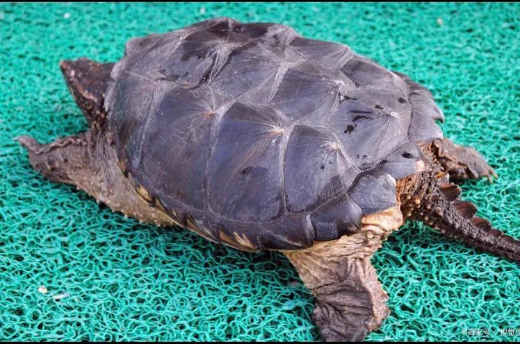 The most ferocious alien species-crocodile turtle - iNEWS