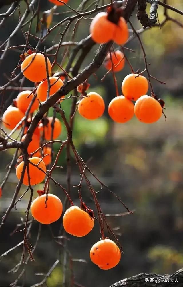 The most beautiful persimmon red - iMedia
