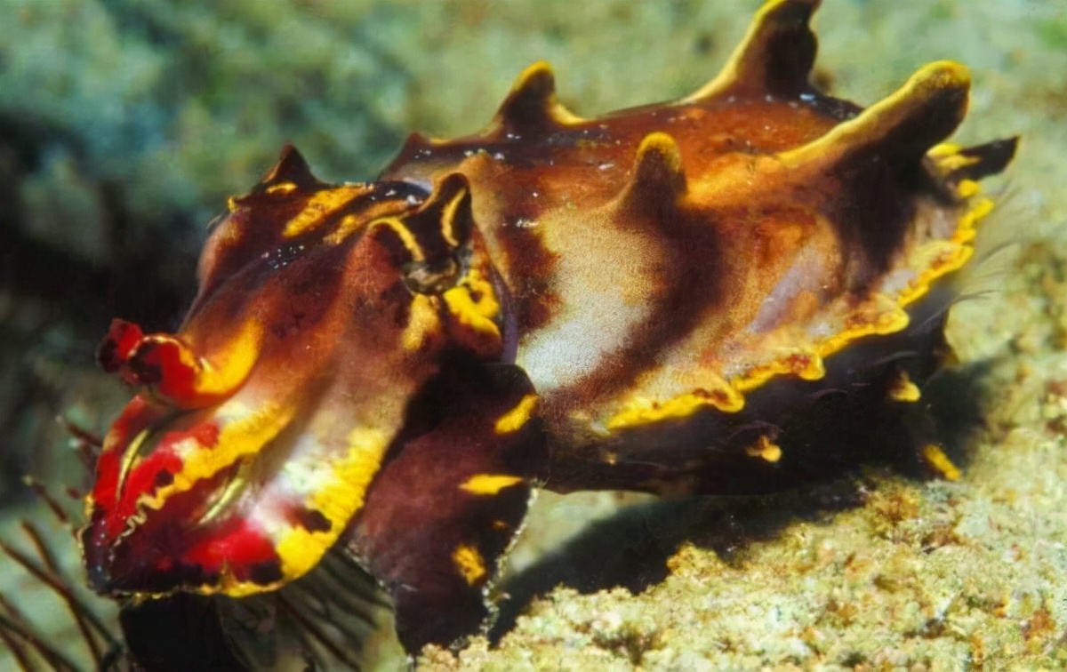 The only poisonous squid in the world-the flame squid - iMedia