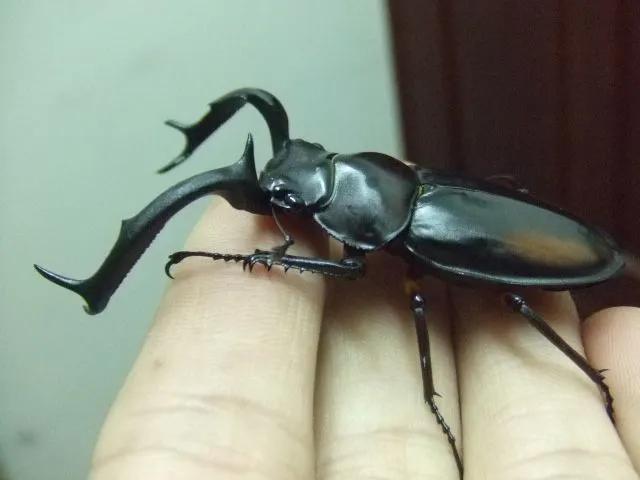 Sky-high insects with antlers - iNEWS