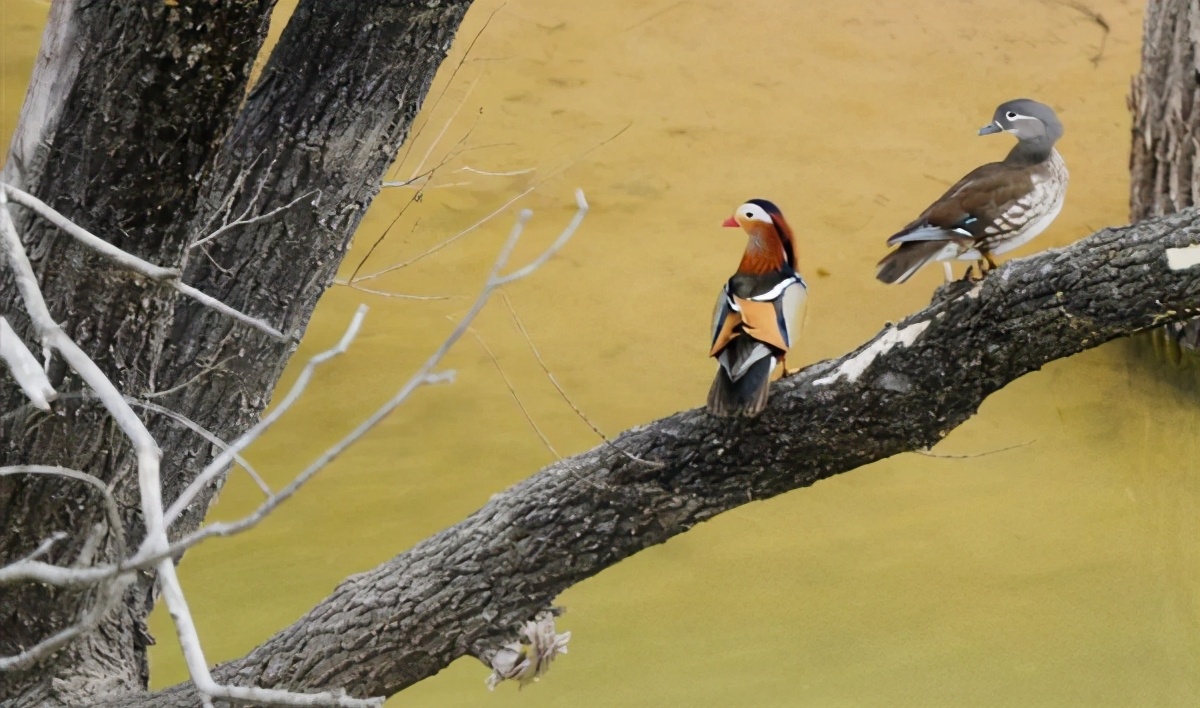 This spring, a group of wild mandarin ducks came to the Wubao section ...