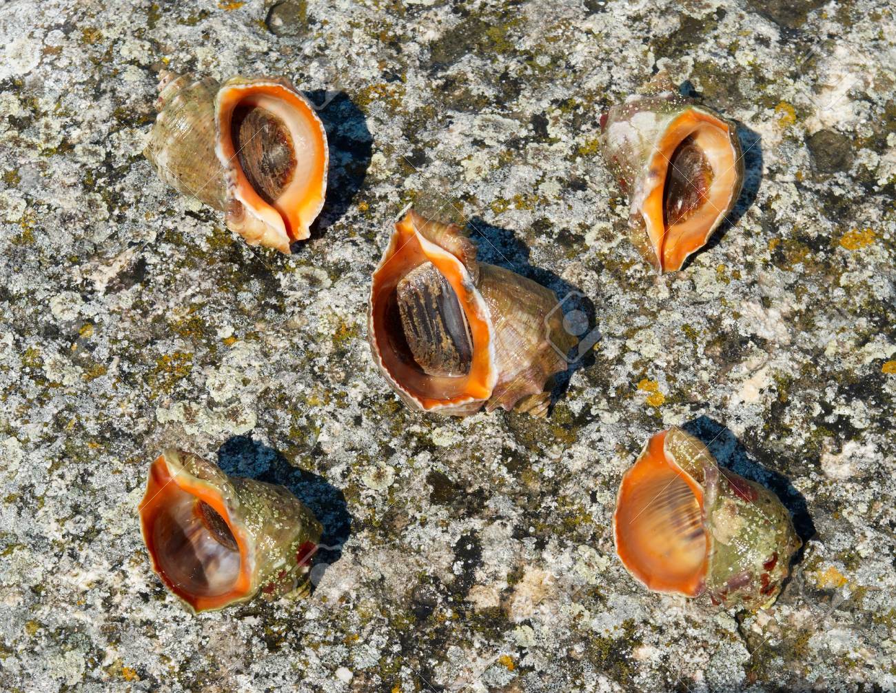 The Chinese conch invaded the Black Sea, flooding and becoming the ...