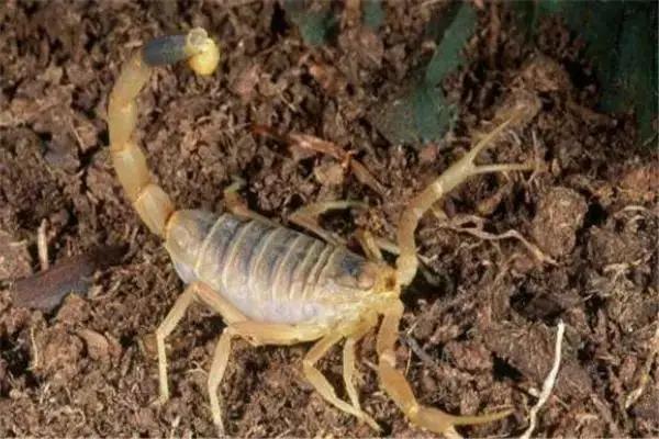 The Scorpion Civil War strength rankings, the ruler Dread Scorpion only ...