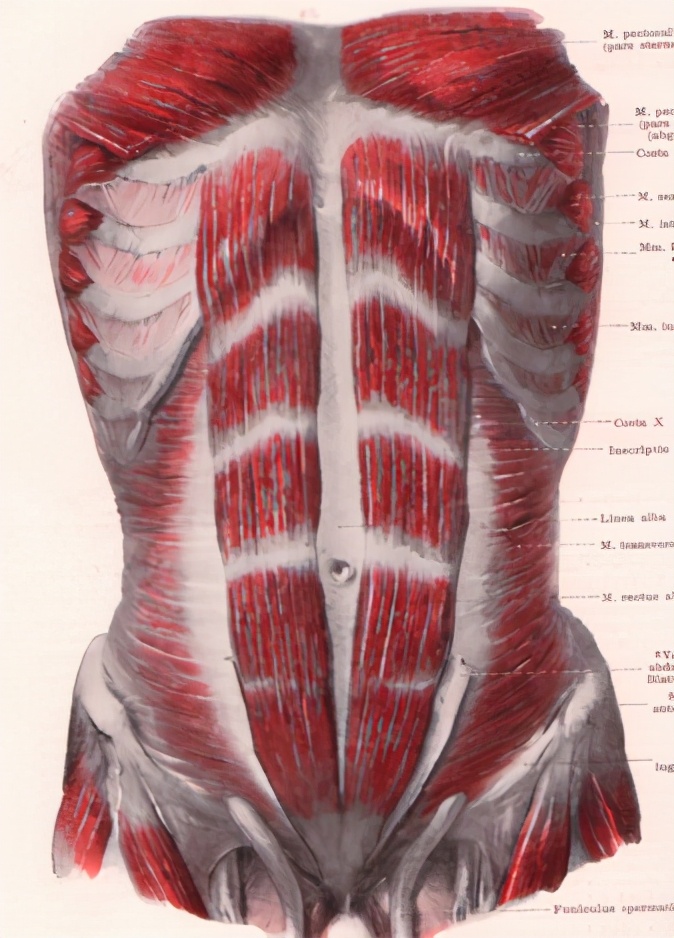 Mechanical analysis of rectus abdominis separation - iNEWS