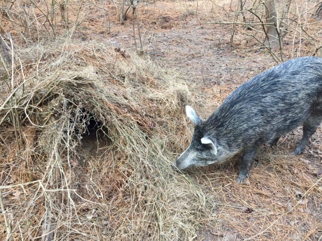 To say that the "pig nest" is dirty, messy, and poor is that people ...