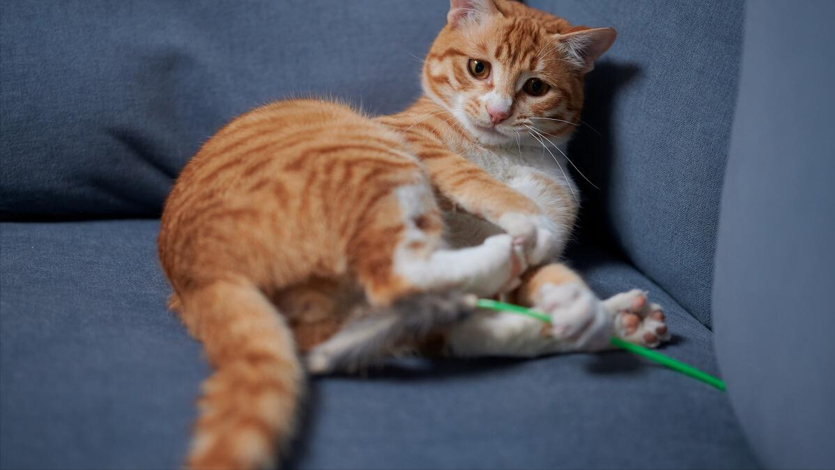 Cat ascites is not incurable. Today with advanced medical treatment, we ...