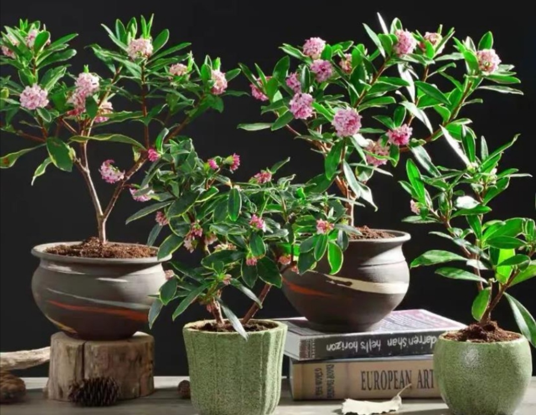 Ruixiang begins to grow flower buds, so it can be maintained in 4 ...