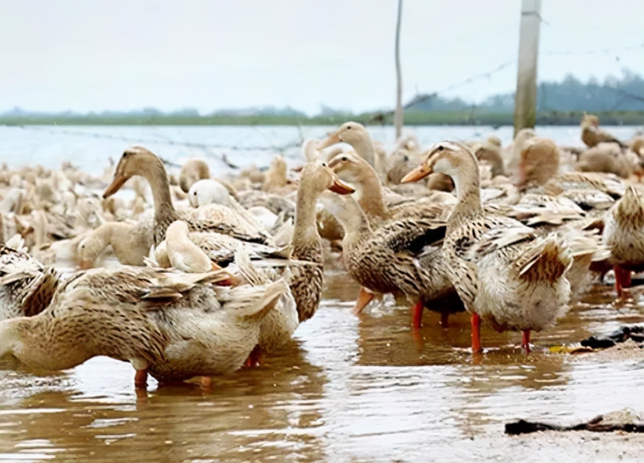 The most down-to-earth sea duck egg, a large body, a green shell with a ...