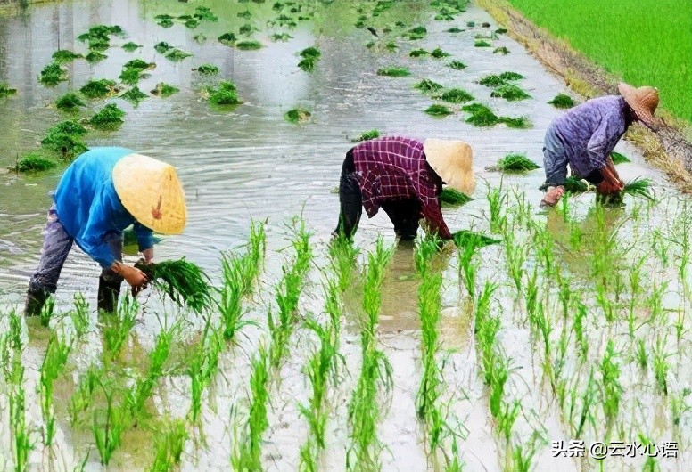 Two poems about planting rice seedlings, talented in the Song Dynasty ...