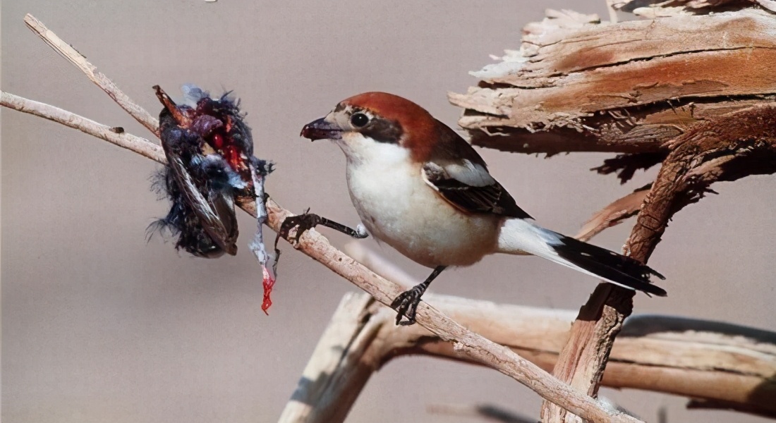 Shrike: It looks so cute, but because it likes skewers, it is called a ...