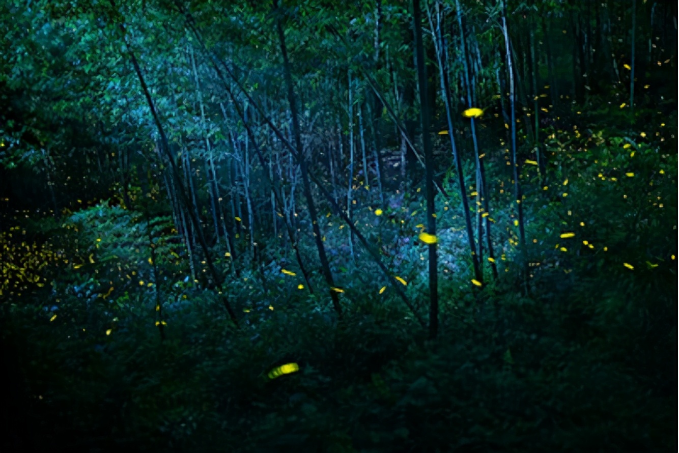 "Giant fireflies" appeared in Sichuan, several times larger than common ...