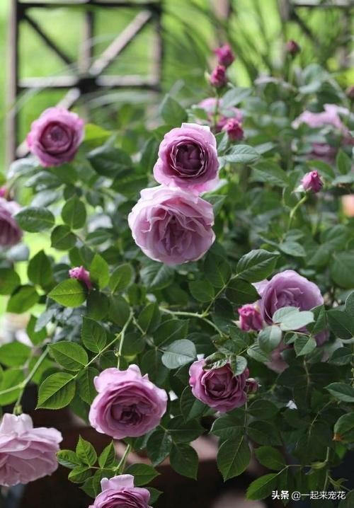 There are 4 fears of the blue storm rose, avoid it in time, the ...