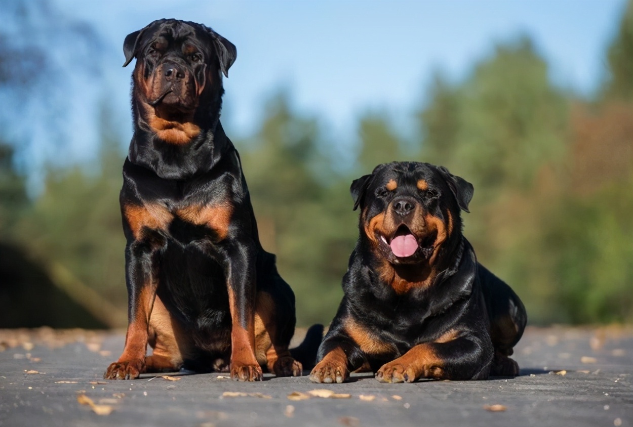 The five most "short-lived" dogs may be with you for a few years - iNEWS
