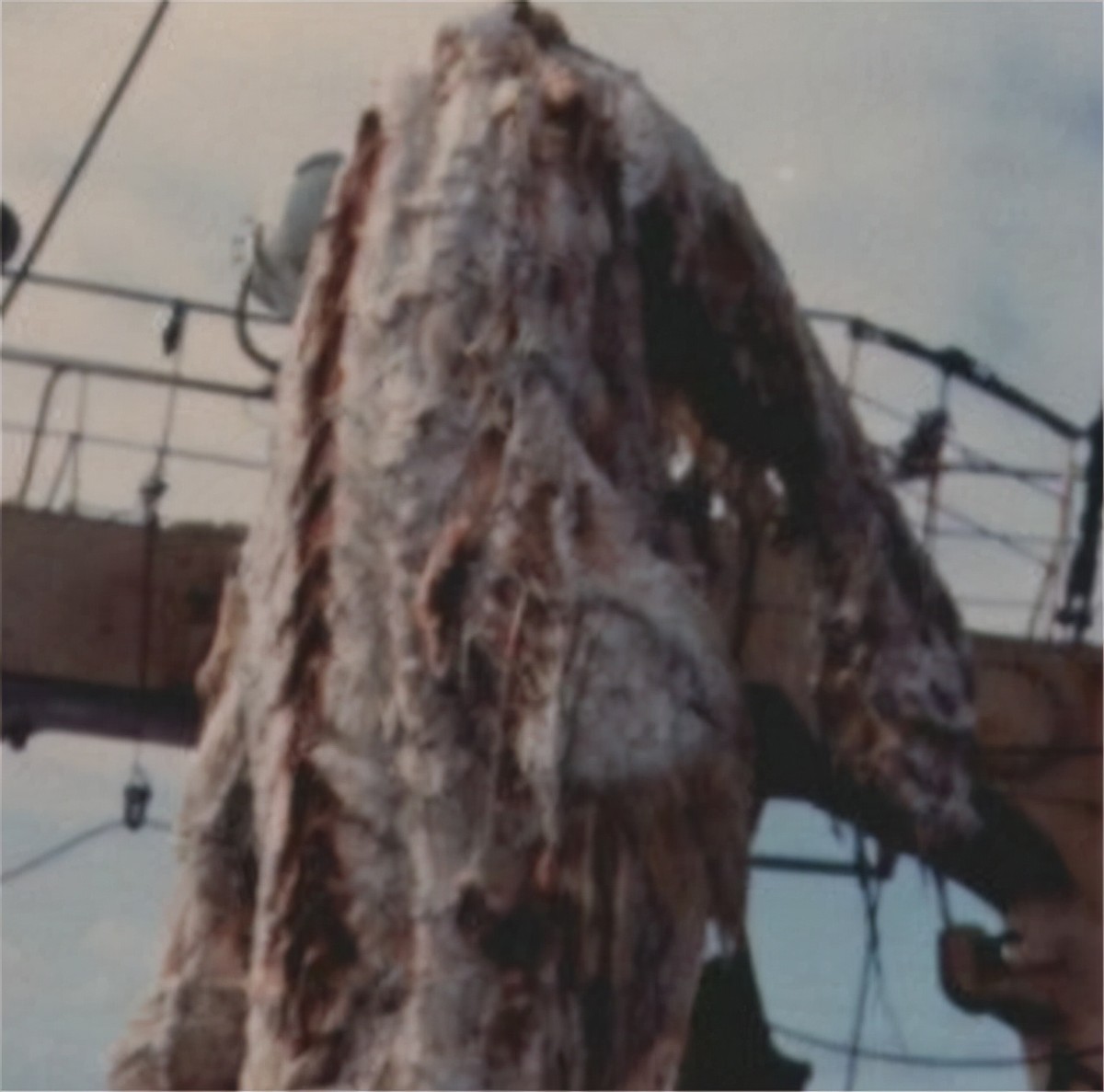 In 1977, a Japanese fishing boat caught a sea monster but was thrown ...