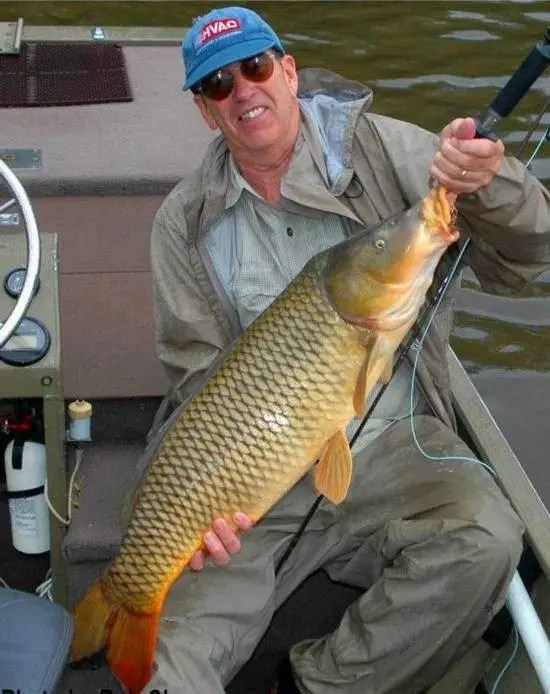 Is a carp worth up to 5 million?Australia is offering a big reward, and ...