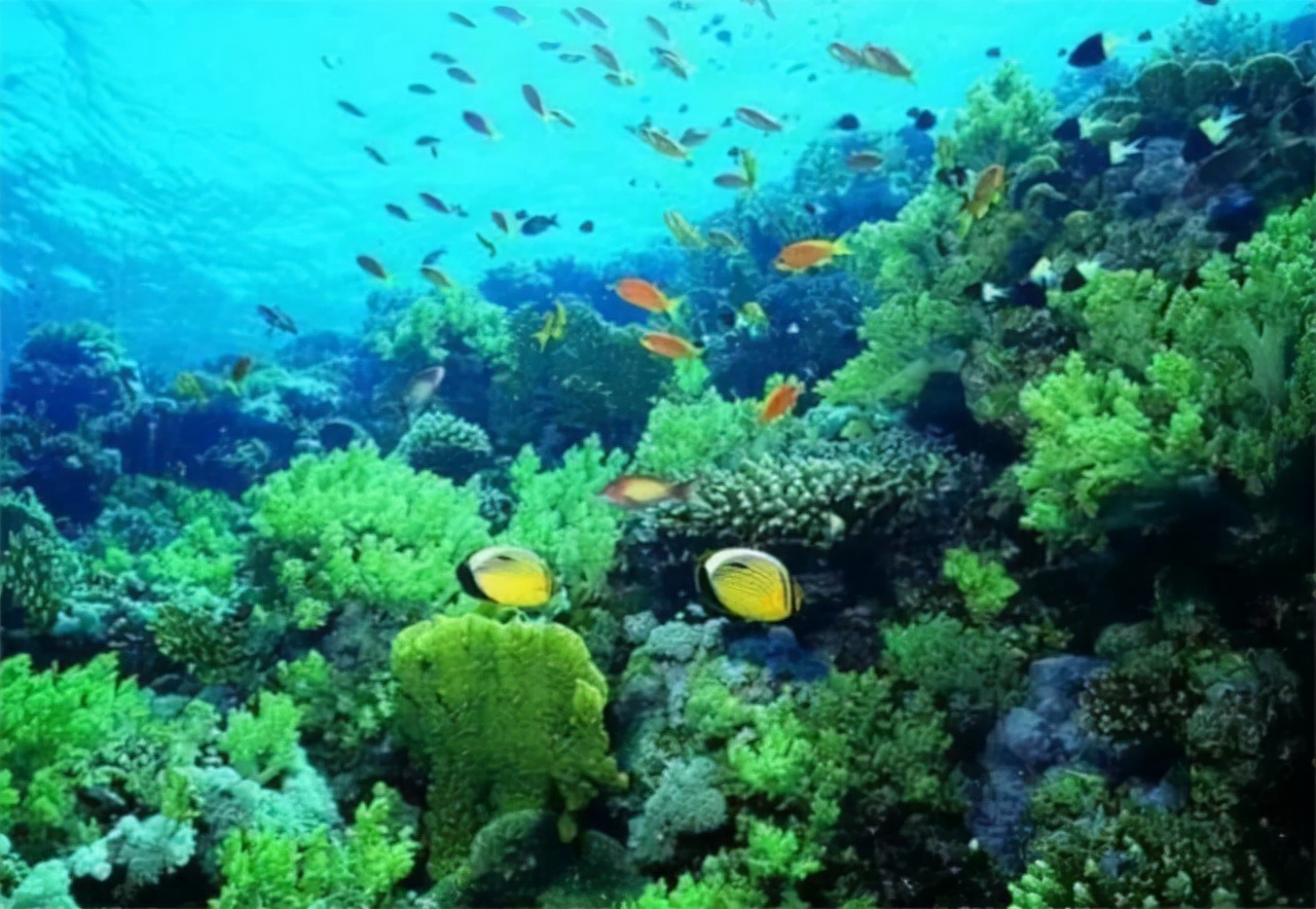 The Qiongtai Reef, once occupied by Malaysia, is worth far more than ...