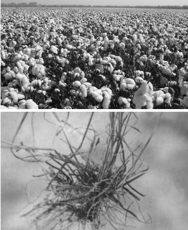 Northeast Anti-Japanese Alliance: Three Mysteries of Yang Jingyu's ...