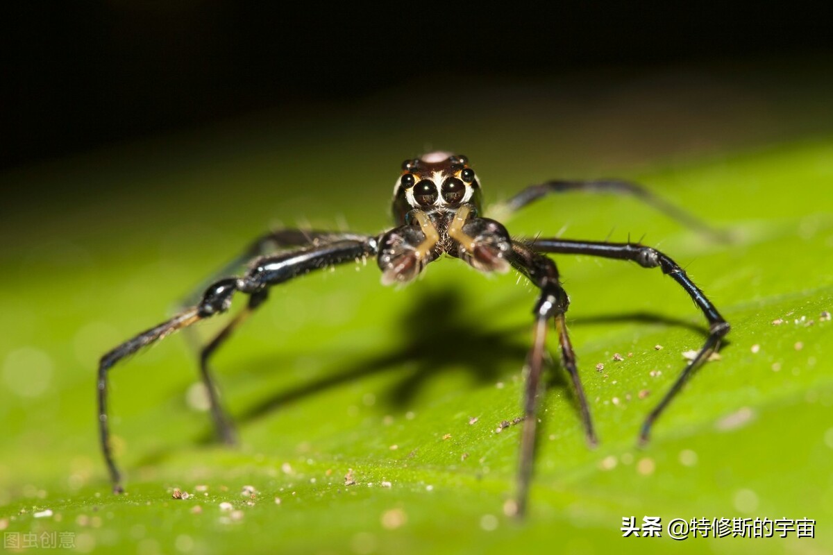 The magical wisdom of spiders - iNEWS