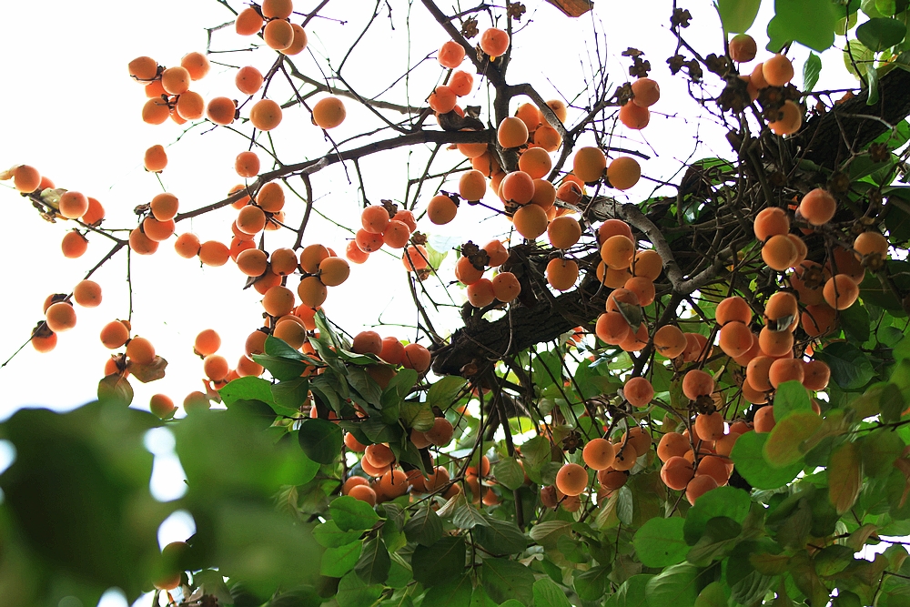 A glimpse of the golden persimmon and persimmon village - iNEWS