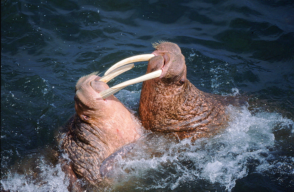 Walrus: a special kind of "chain armor", rarely pierced by guns - iNEWS