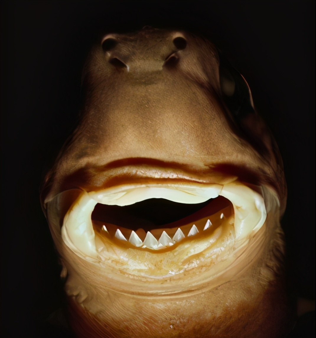 The deep-sea horror killer-cigar shark, frantically slashing meat on ...