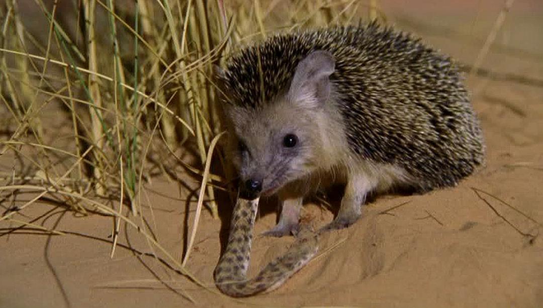 Can hedgehogs hunt snakes?Hedgehog eats snakes and chews slowly. A meal ...