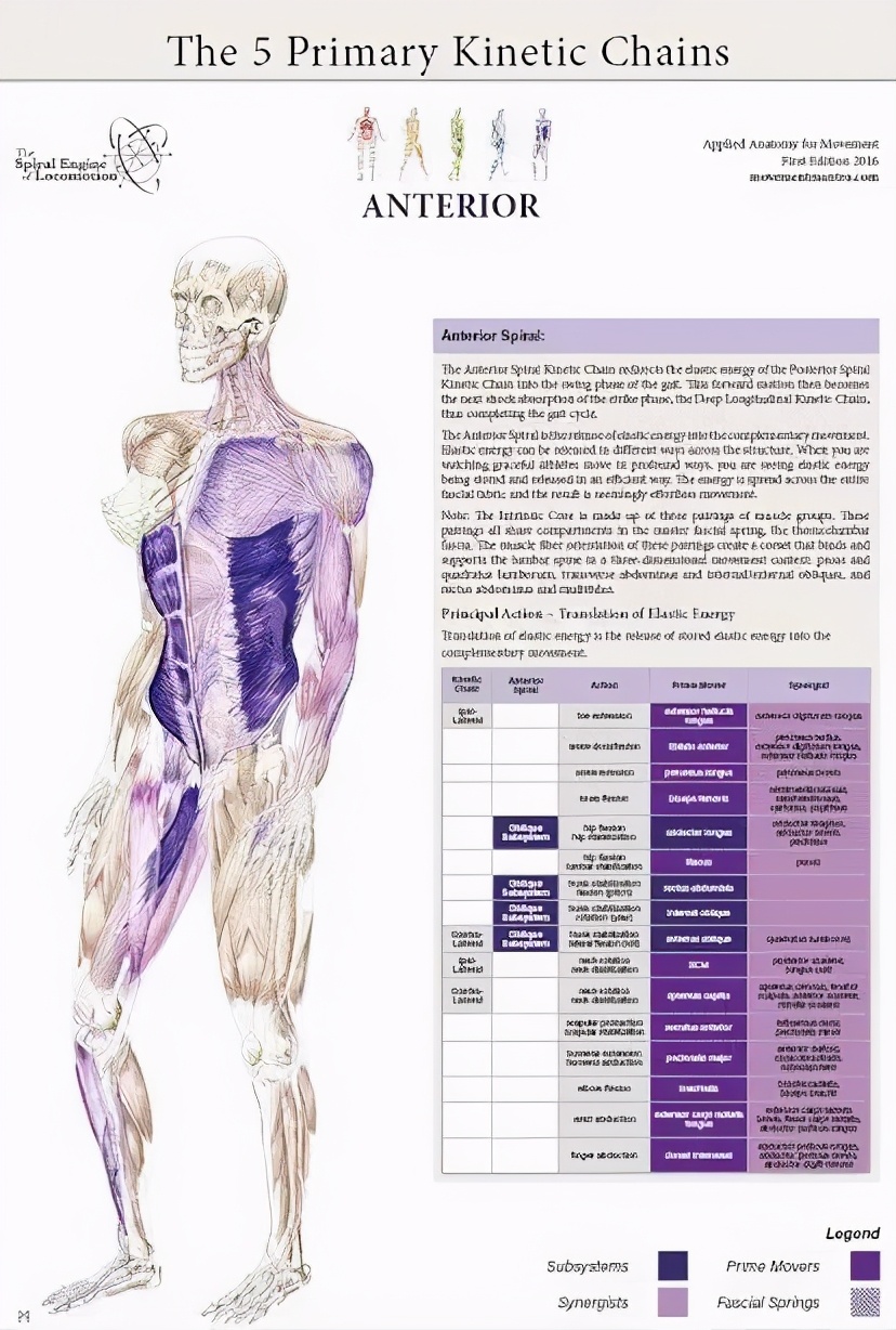 The five major action chain systems of the human body - iMedia