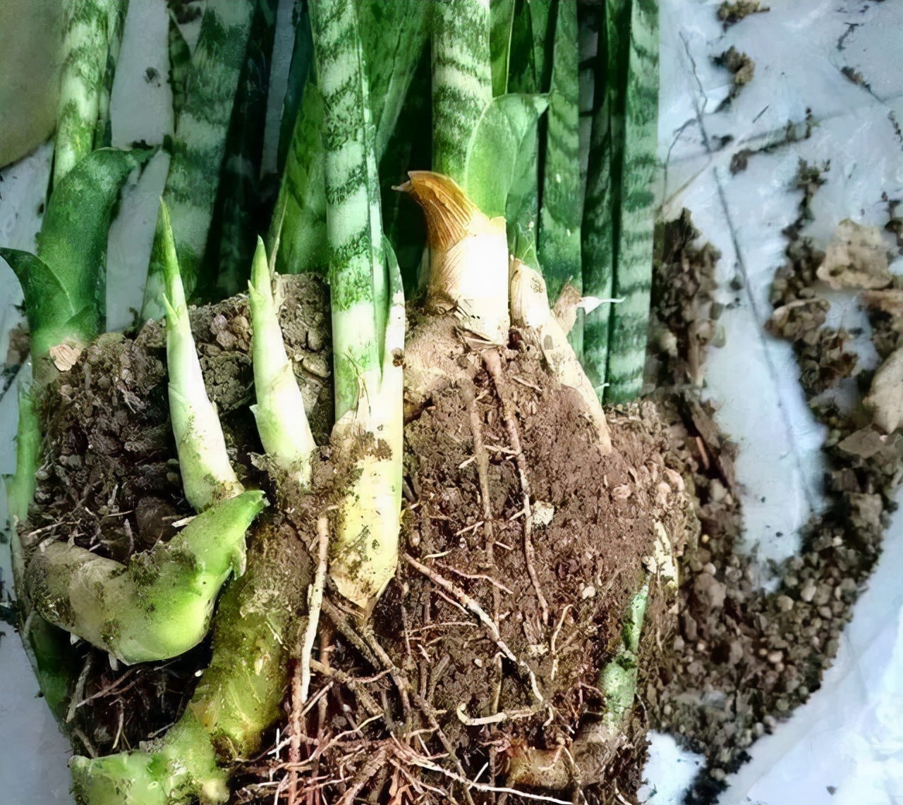 Tiger Pilan has "3 Happiness and 2 Fear", no wonder it doesn't like to ...