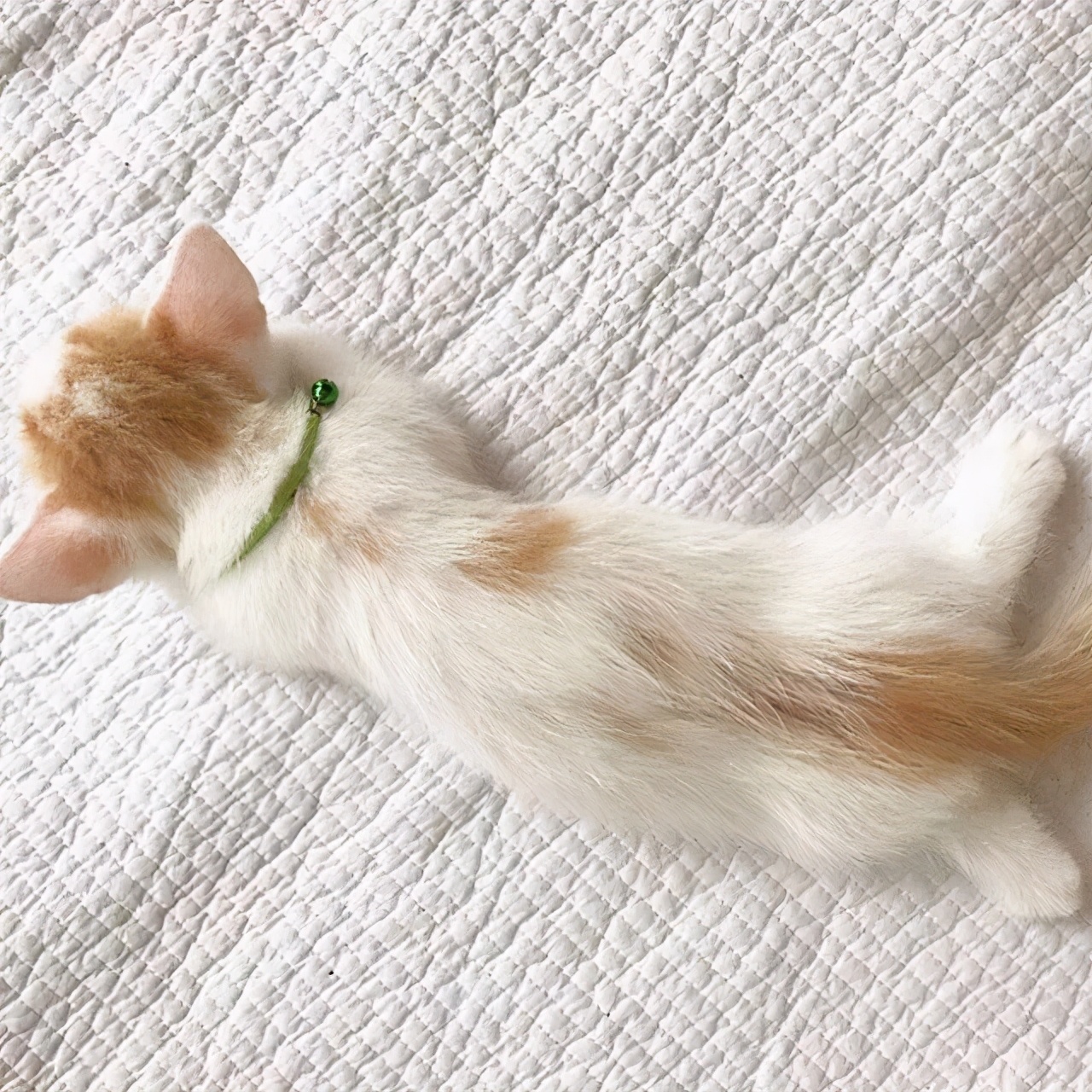 Seeing this netizen's "Snooze Cat", I contracted my good mood all day ...