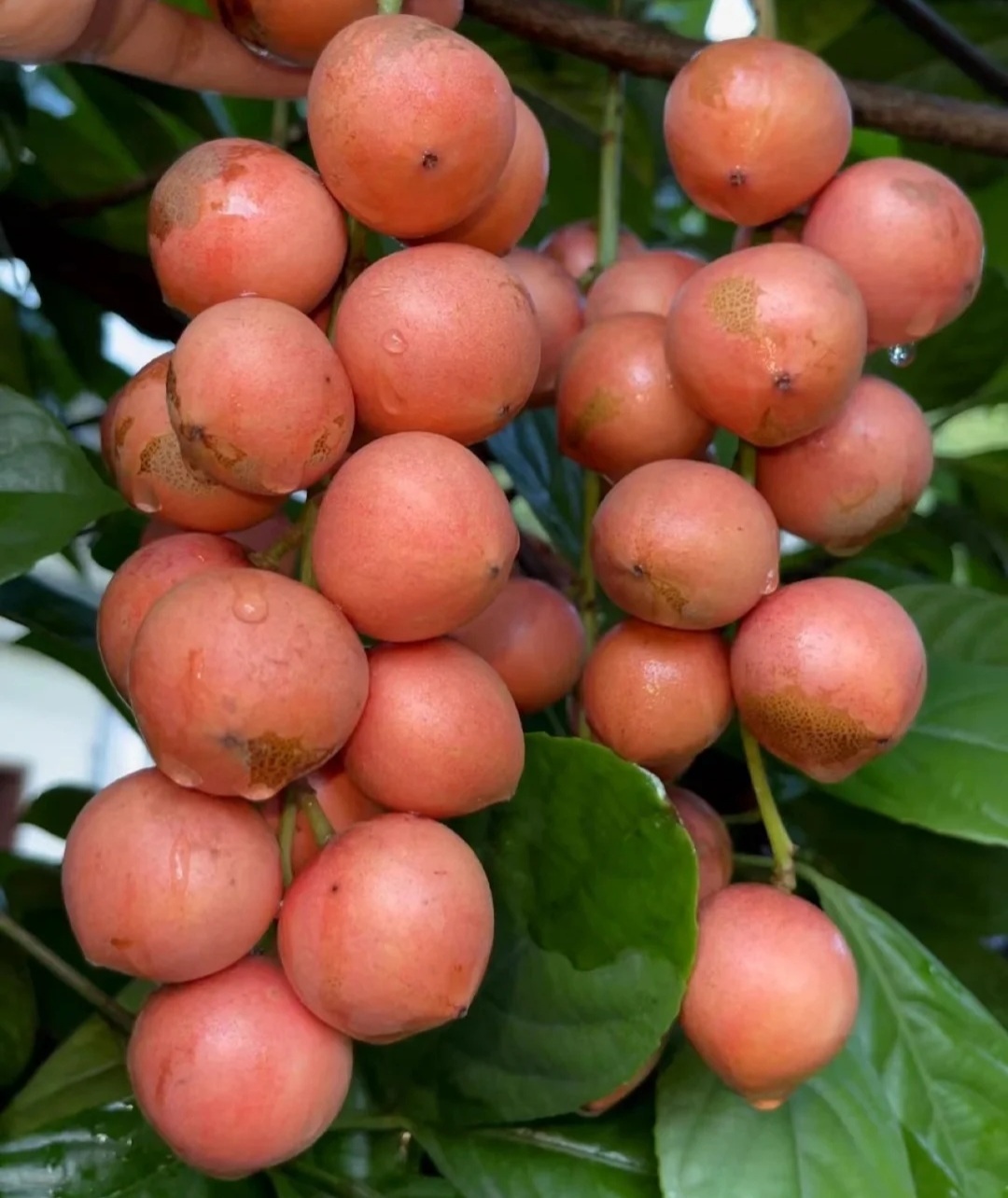 The gift of nature-Yunnan Hekou Darling fruit - iNEWS