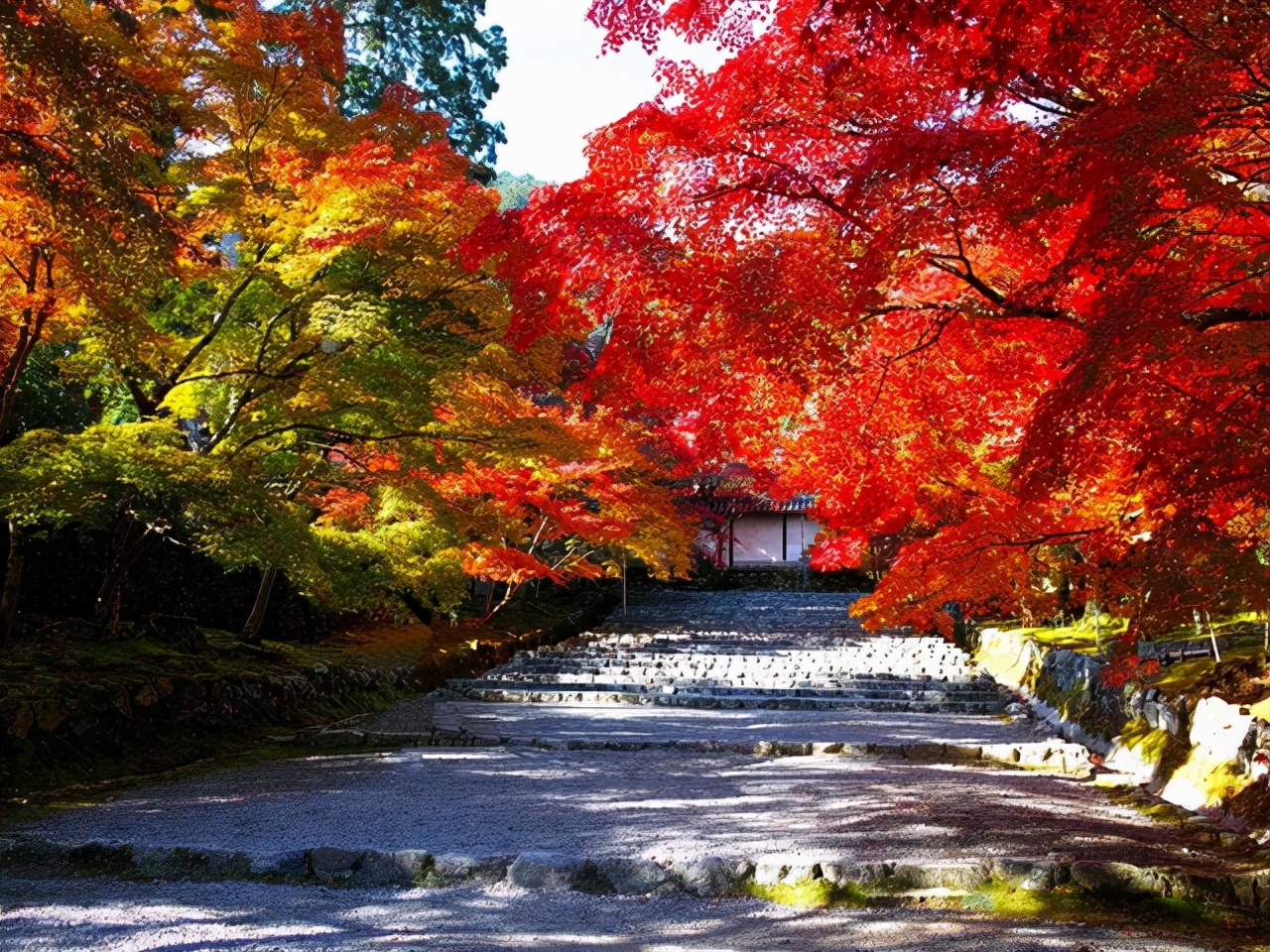 Information for viewing autumn leaves in Kyoto in November 2021 - iNEWS