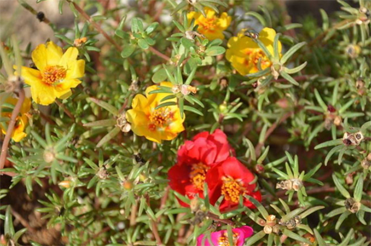 The flower language of the sun flower is tenacious and brave, a plant ...