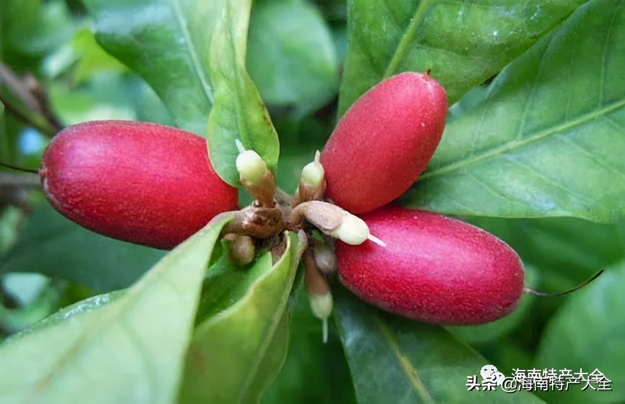 Introduction to Hainan Tropical Fruits (Part 3) - iNEWS
