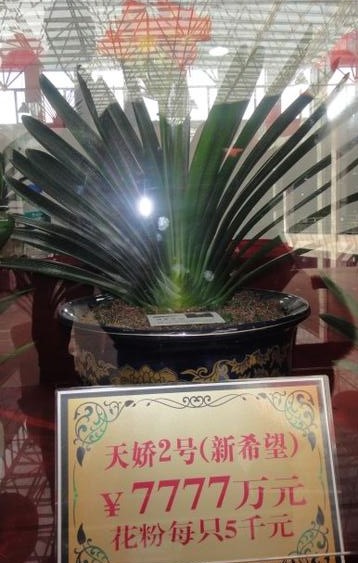 A kind of flower is recognized as a "noble flower". Are you raising ...