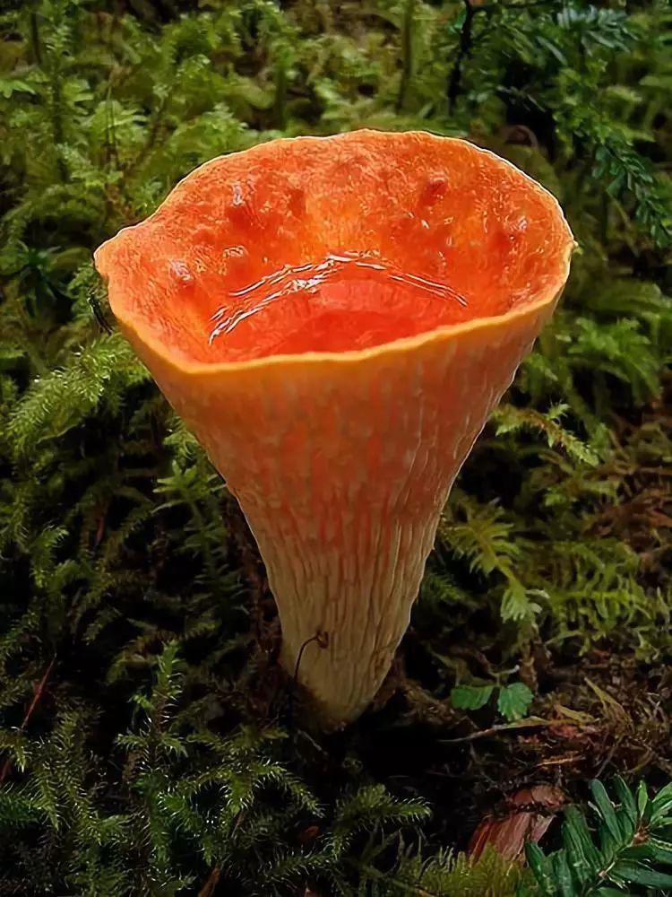 Unbelievable rare mushrooms - iNEWS