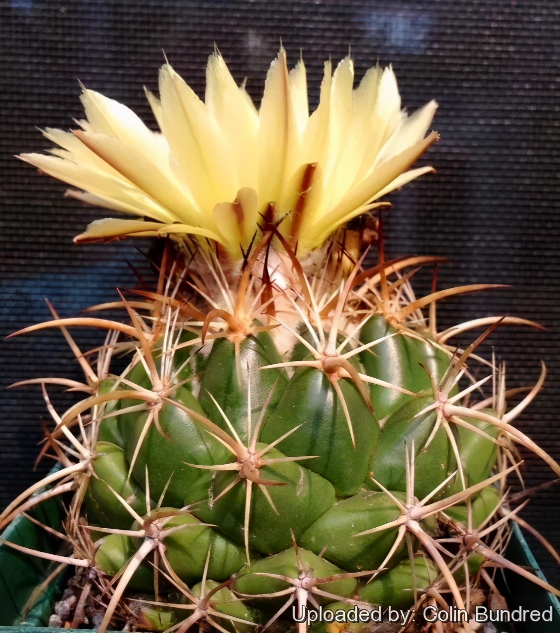 仙人掌科頂花球屬（Coryphantha） - 頭條匯