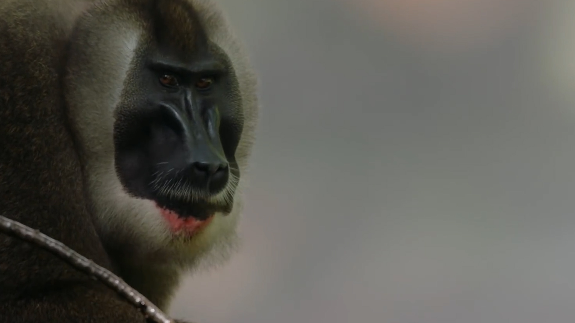 Animals more terrifying than jackals-Mandrill: the largest and most ...